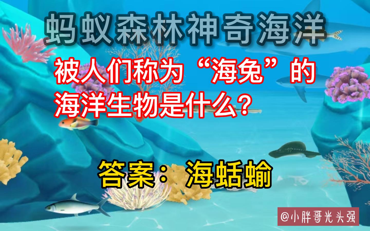 What is the sea creature known as "sea hare"?Ant Forest Magic Ocean - iNEWS