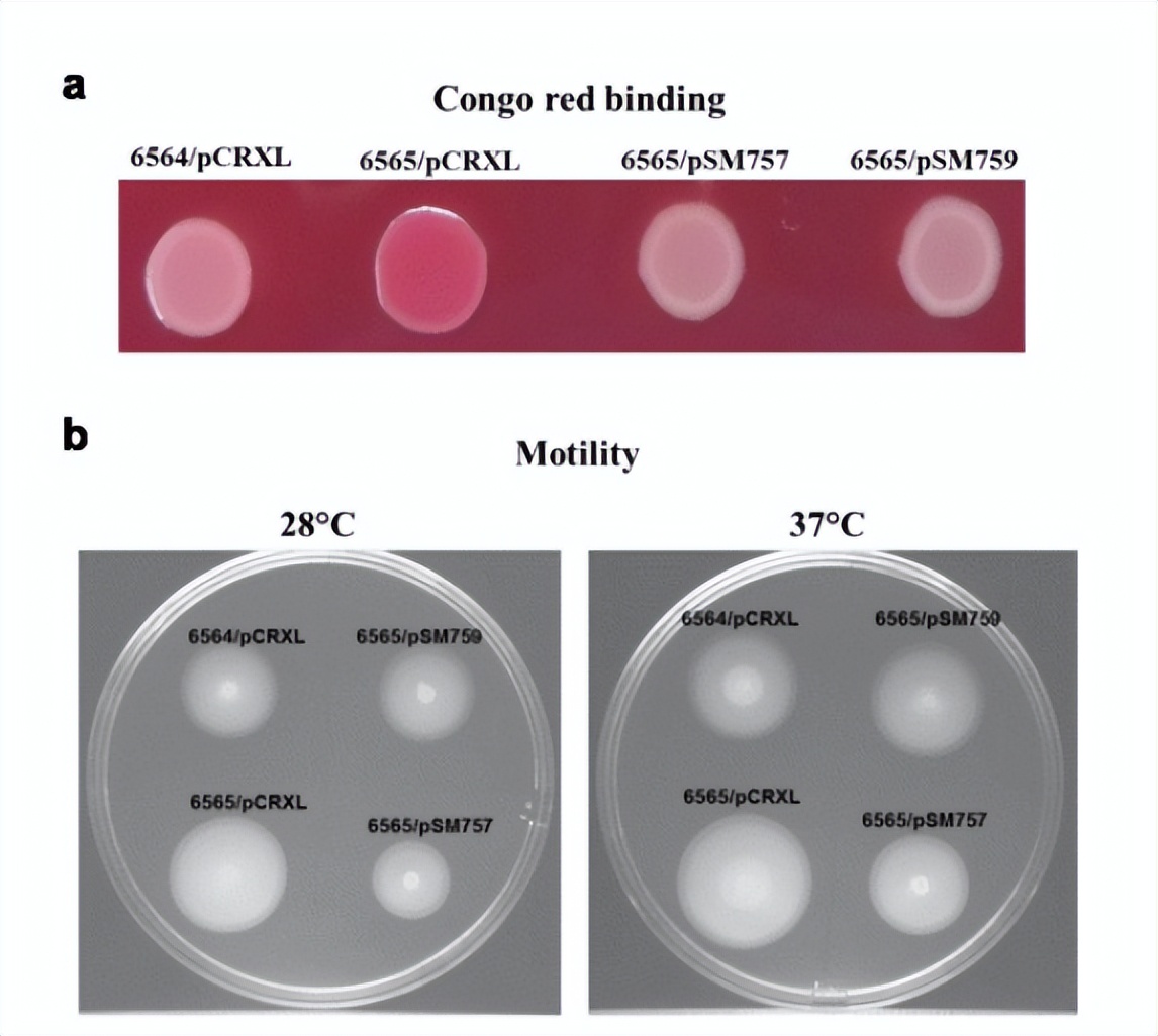 A crispy bacterium regulator in Escherichia coli promotes diversity in ...