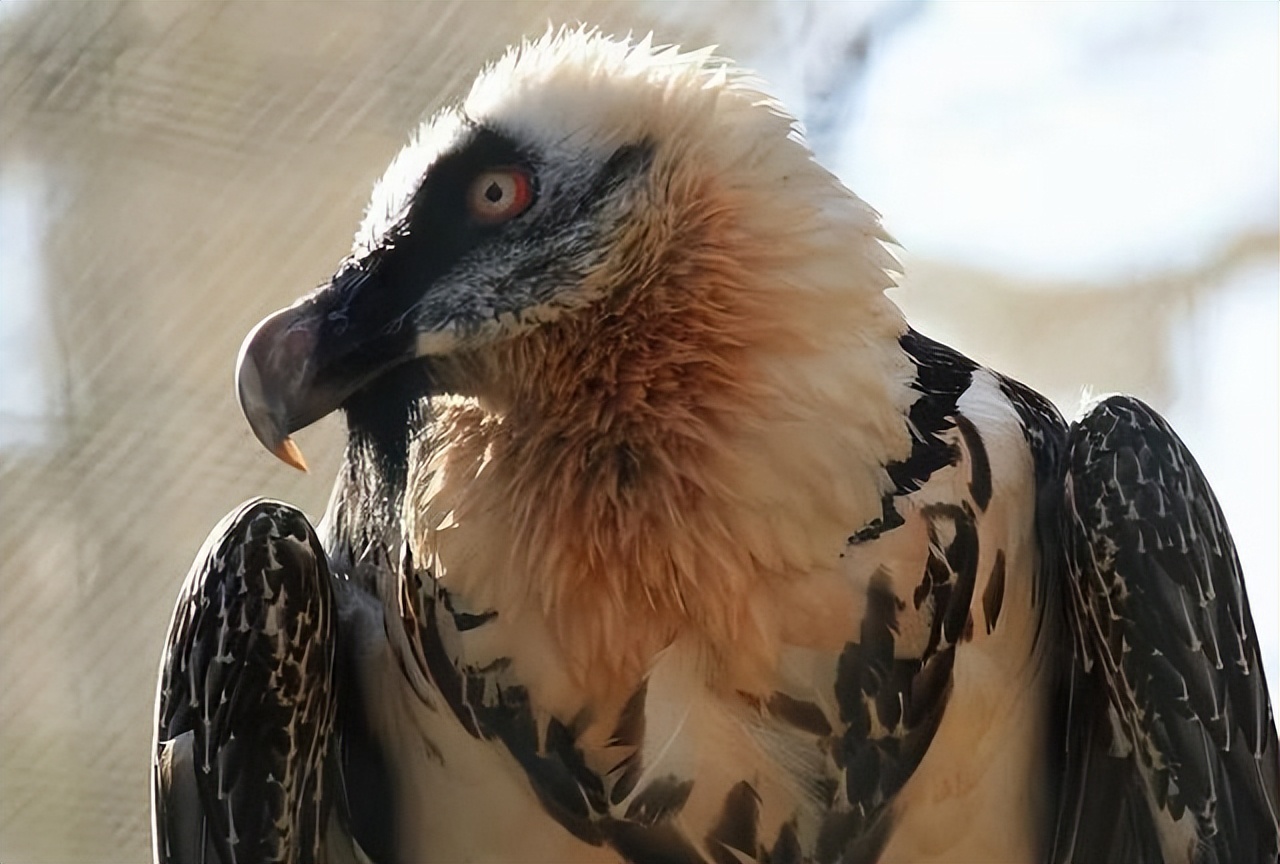 Bearded vulture: A fanatic of bones, the eagle who loves to dress up ...