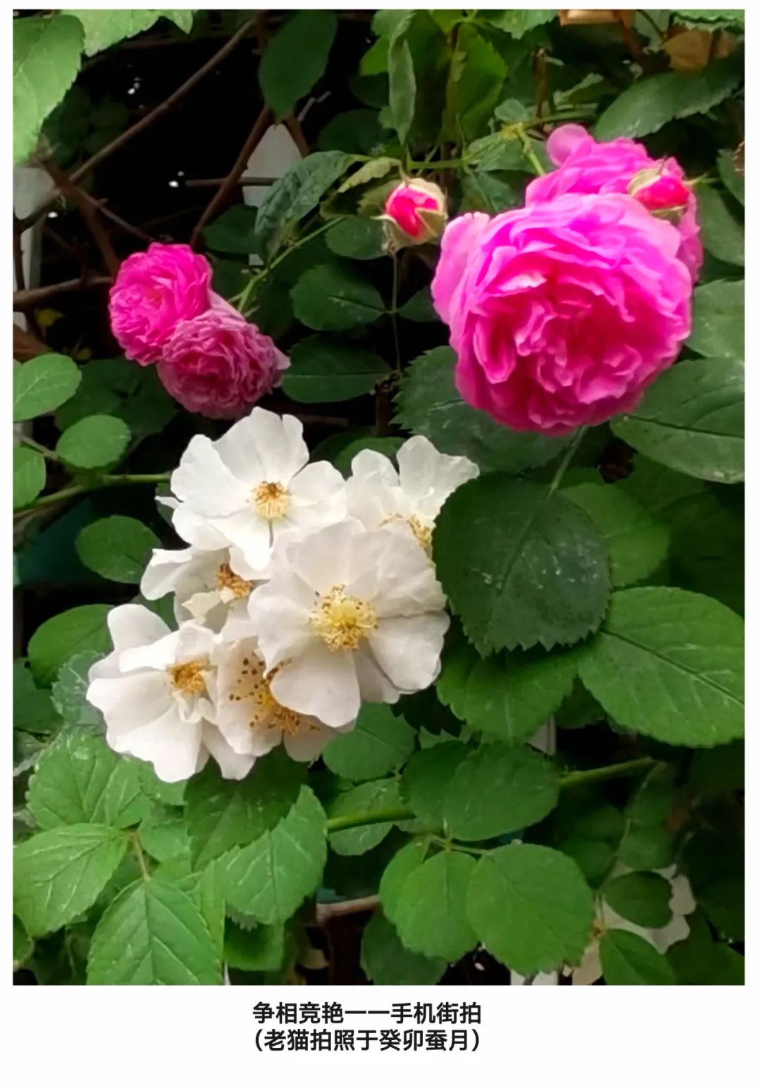 Liu Bomei, Yang Chengbin and other 10 poets jointly wrote poems and ...