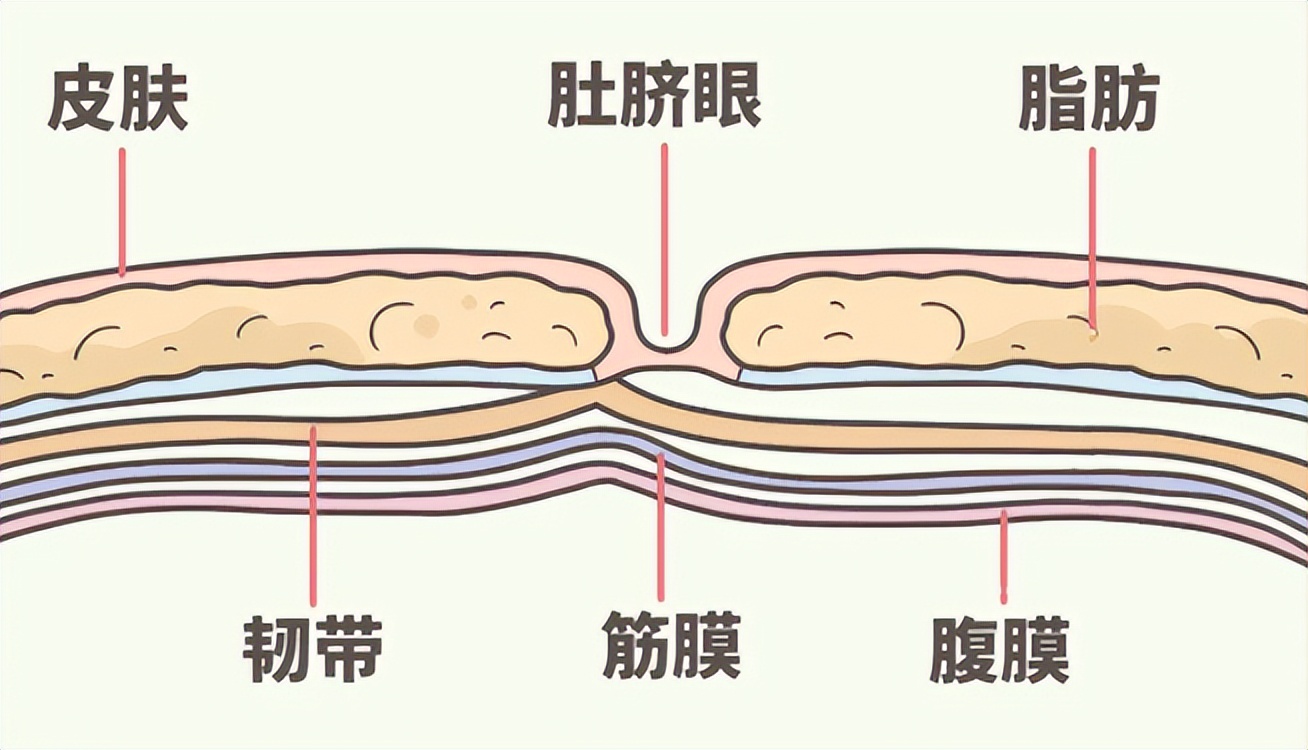 The belly button is not connected to the intestines at all, why can't ...