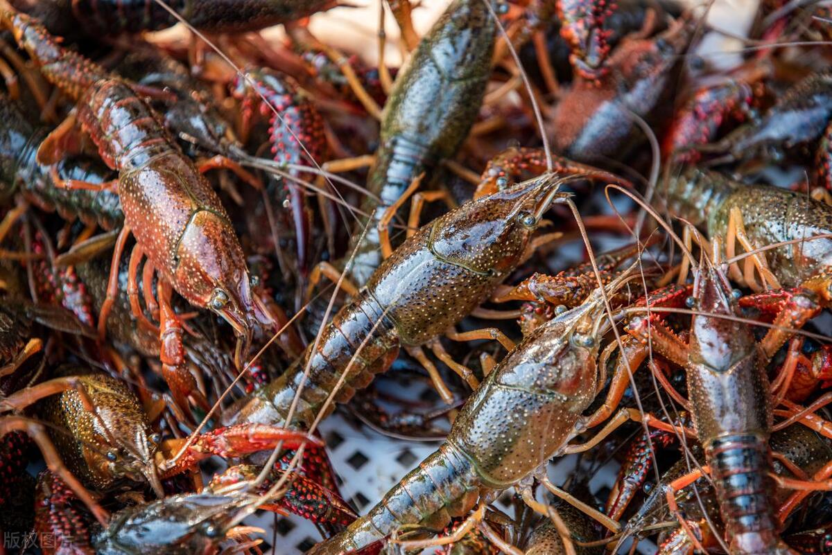 Crayfish: from invaders to delicious conquerors on Chinese tables, but ...