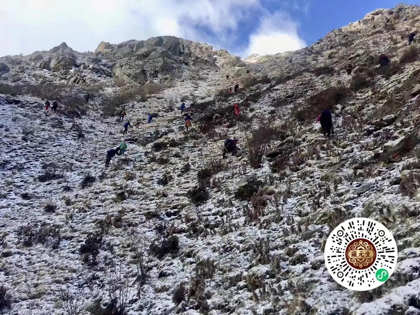 [Popular Science of Tibetan Yuansheng] Life history of Cordyceps bat ...