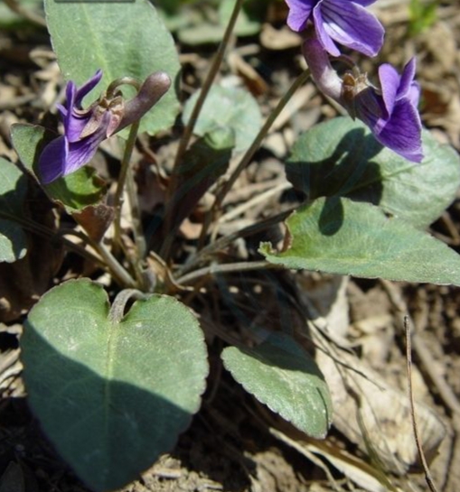 The difference between viola and early blooming viola - iMedia