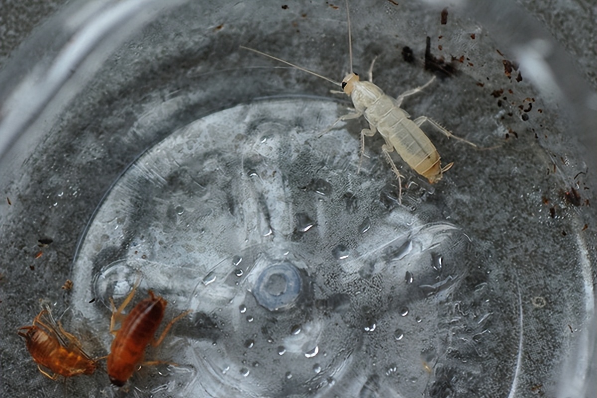 How much do you know about cockroaches: how to prevent cockroaches from ...