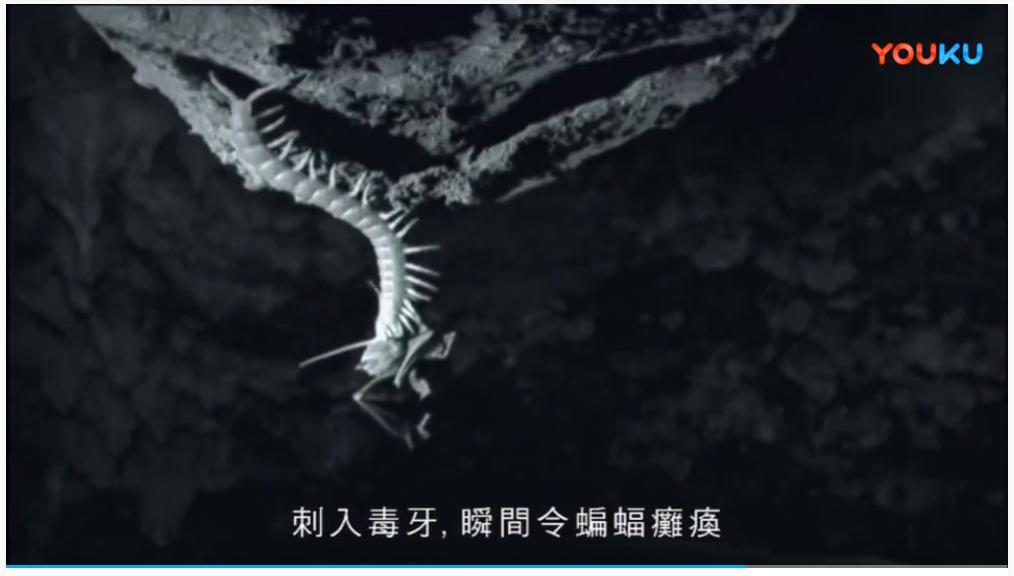 Five "giant centipedes" were intercepted, catching bats, fighting ...