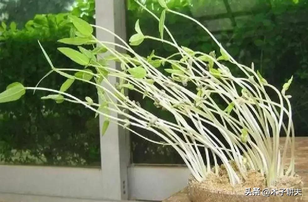 Plants are phototropic, which means they have "eyes".Where are the ...