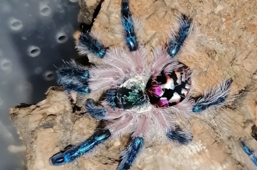 Brilliant Brazilian Jewel Spider: Beauty and Conservation of Brazilian ...