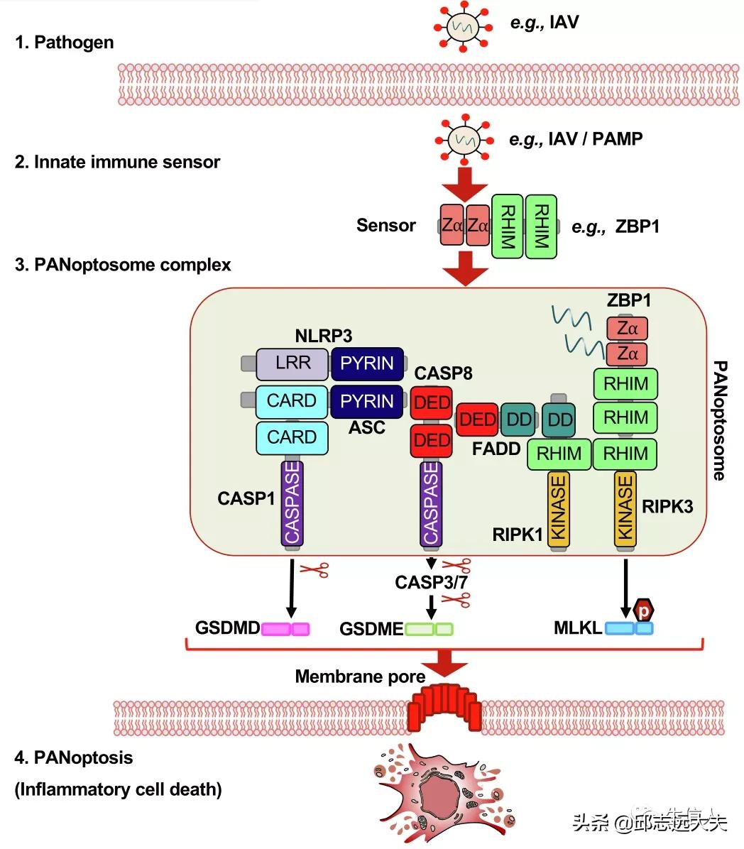 The missing piece in the field of cell death: PANoptosis - iNEWS