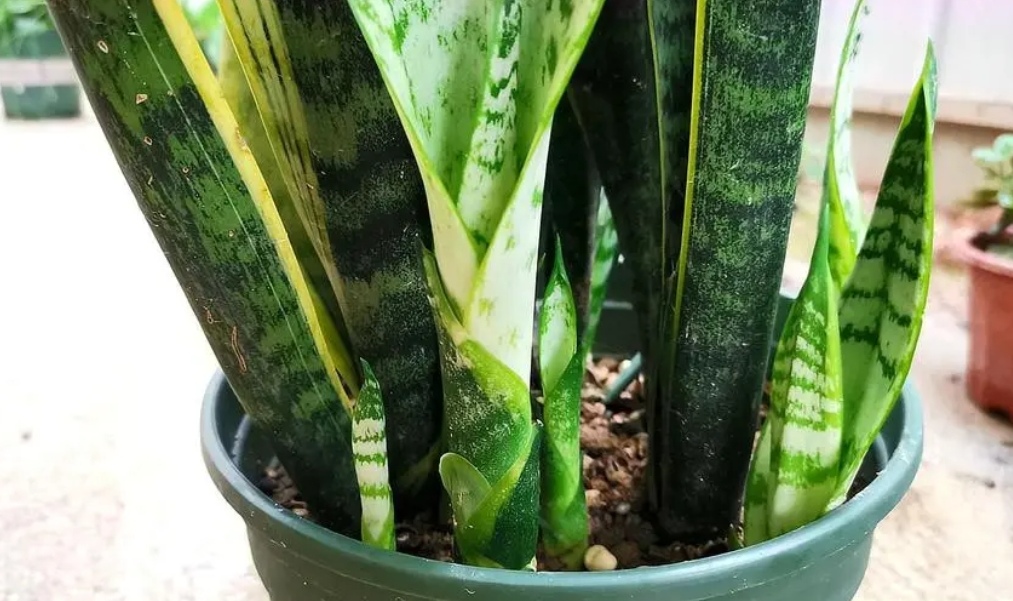 Tiger Pilan has few leaves?Adjust the maintenance in 4 aspects, the ...