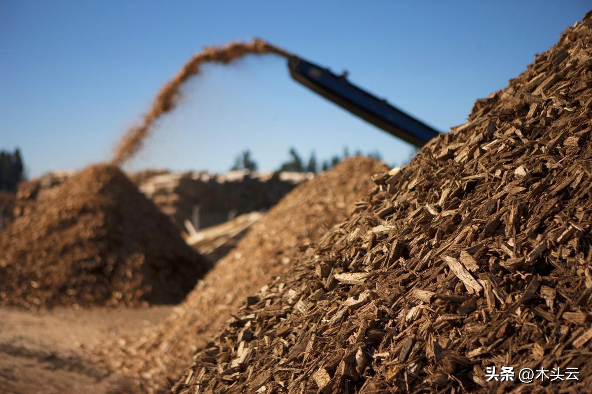 Global wood fiber trade up 5% in first half of 2022 - iNEWS
