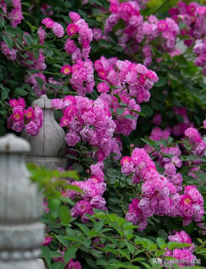 April Flower God Rose: Why is Rose the April Flower God? How should we ...