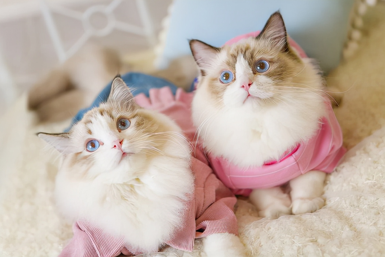 The color of the puppet cat is silly and unclear. Basically, these 3 ...