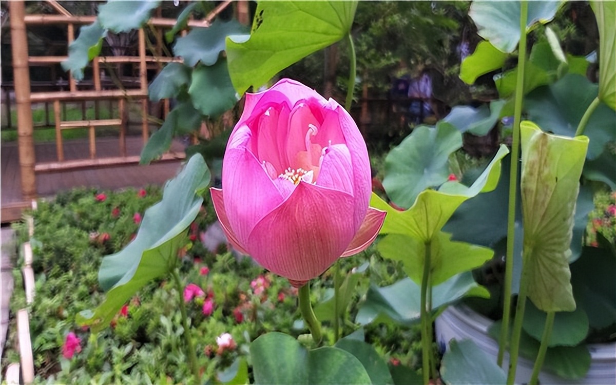 If you have two children, is it better to have a son or a daughter? - iNEWS