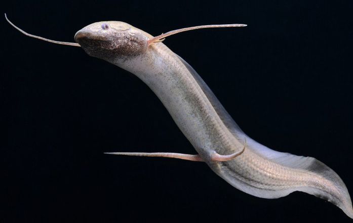 Lungfish can survive 4 years out of water. I didn't expect to meet ...