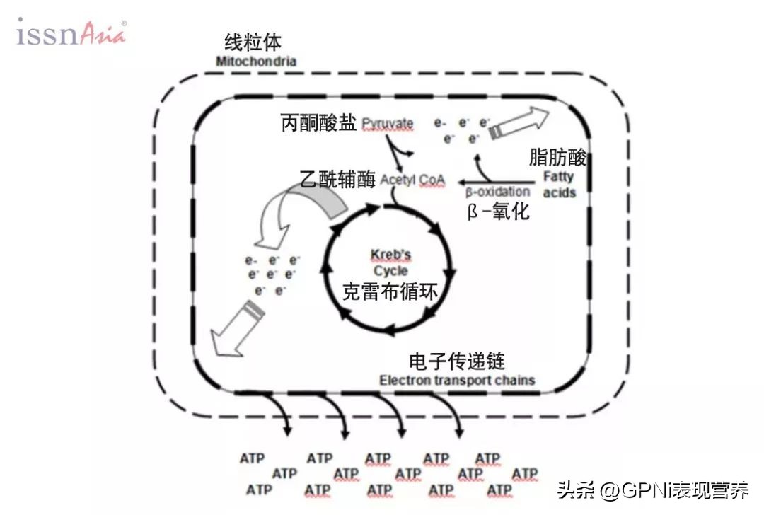 Basic principles of weight change - iNEWS