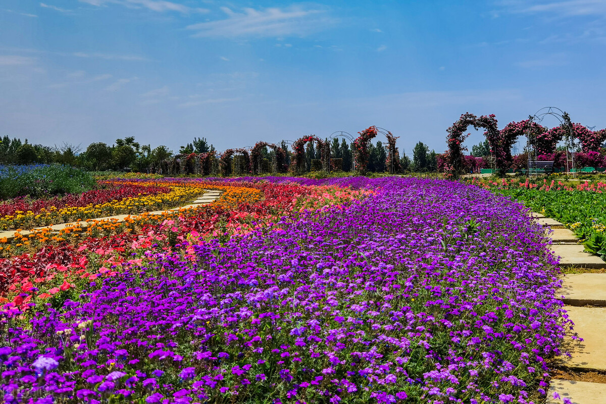 I can't hide it!These 8 places in Chengdu bloom into a sea of flowers ...