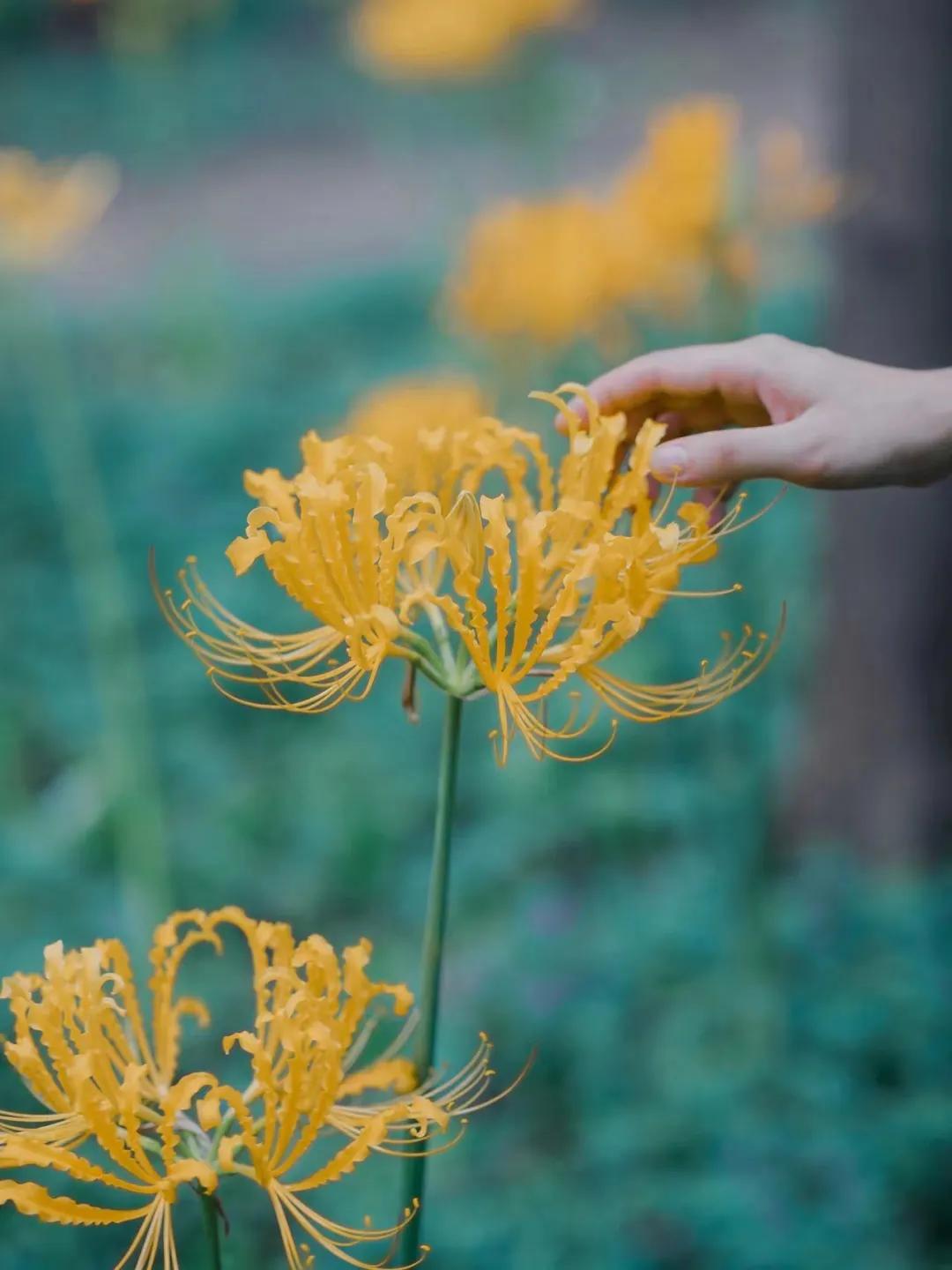 Lycoris - iNEWS