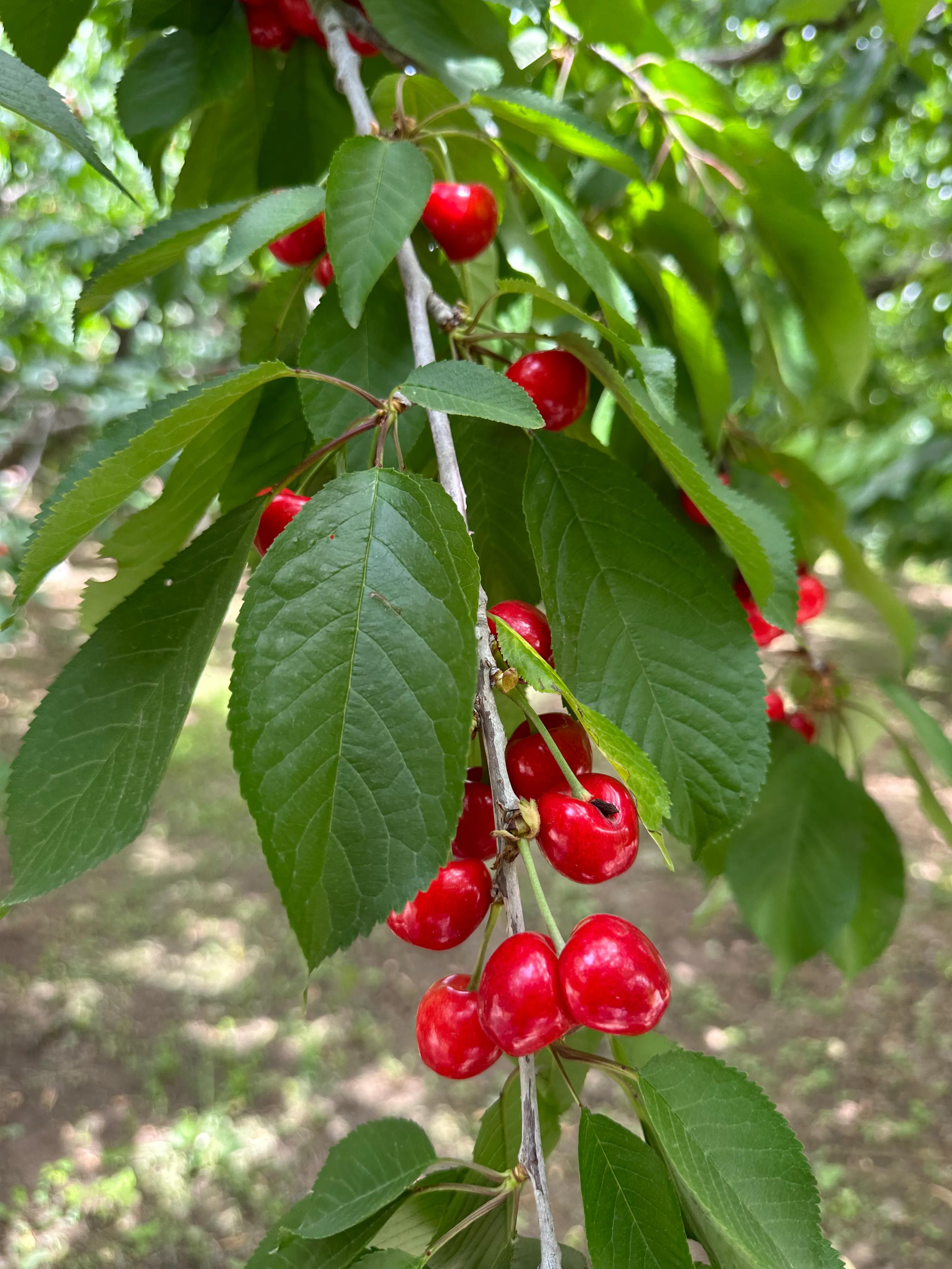 Let's pick cherries in early summer - iNEWS