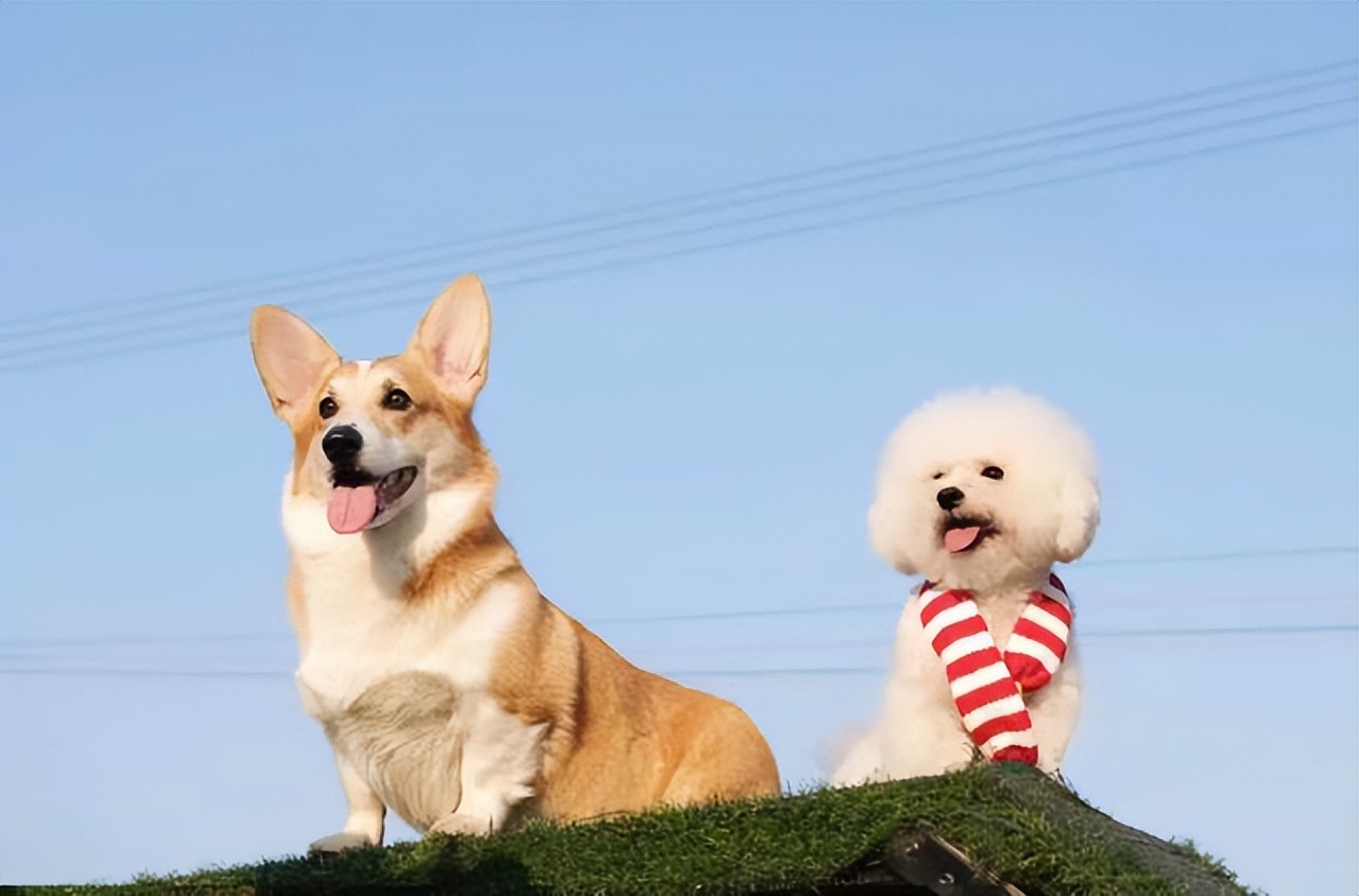 "Bichon" and "Corgi" which one is better?Come here and tell you, there ...