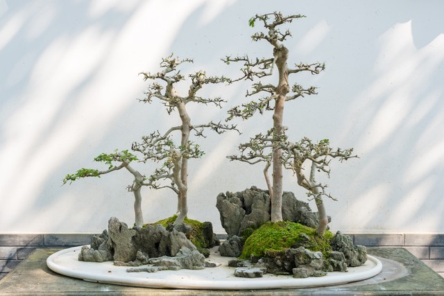 The bonsai is dry, remember these 5 steps, there is still hope for the ...
