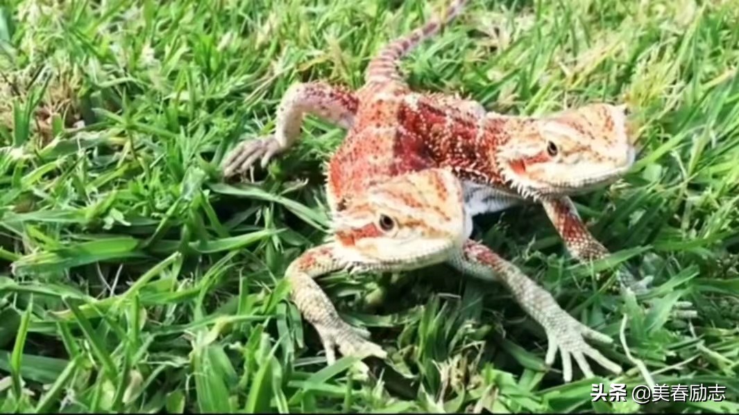 8 kinds of real two-headed mutant creatures, like science fiction ...