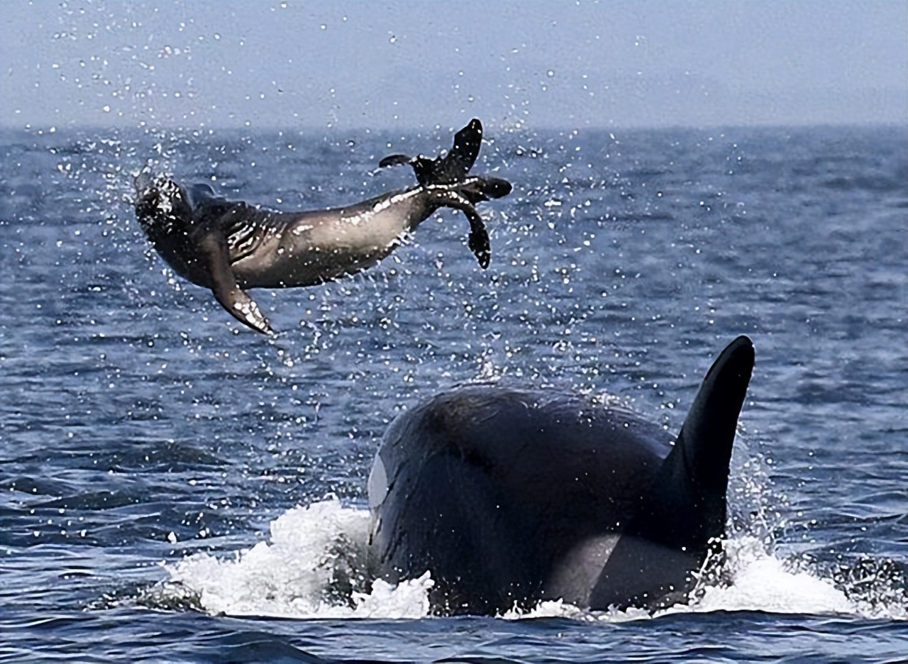 Can a seal escape a siege of 10 orcas? fierce battle between life and ...