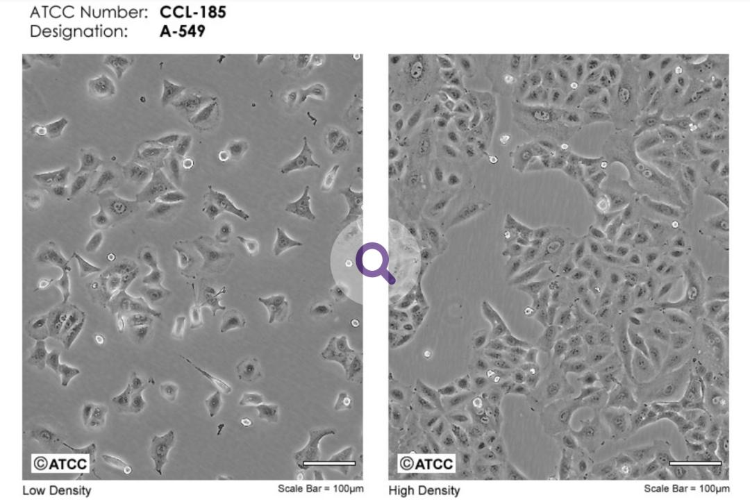 A compulsory course for beginners in biological research - cell ...