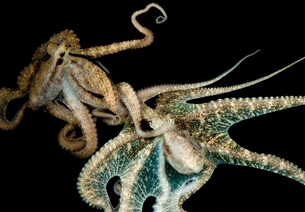 Animal mating is awesome!Bees have sex and testicles explode - iNEWS