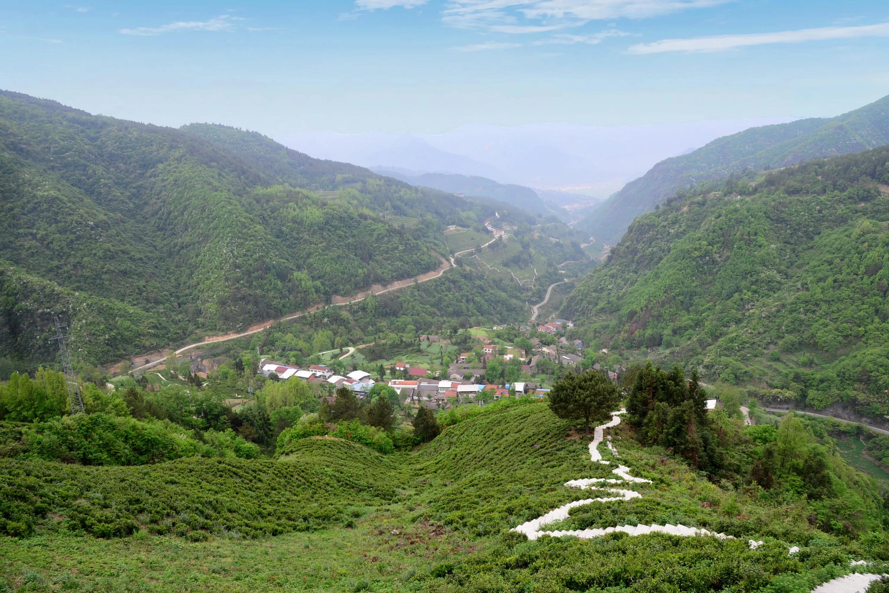 High mountain clouds produce good tea Tea gardens above the clouds ...