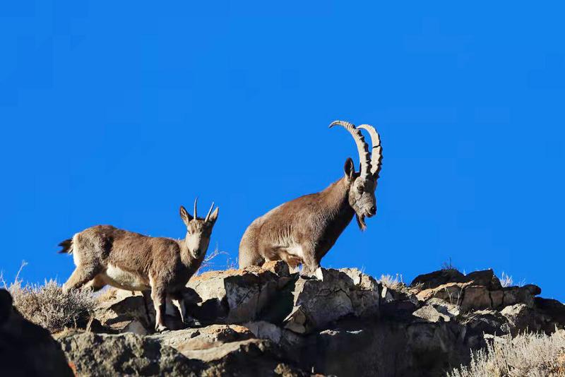 Top of the Tianshan Mountains, Snow Leopard and Ibex, Battle of ...