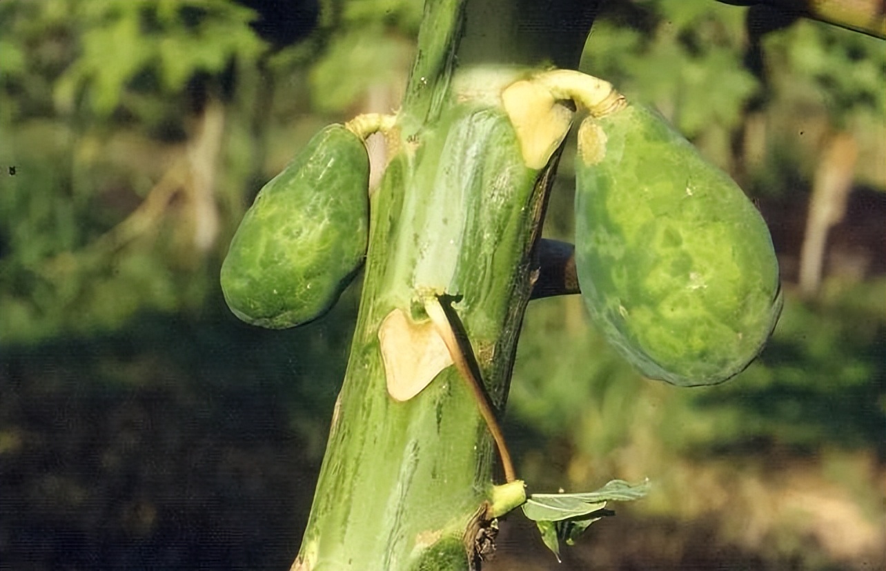 After eating papaya for so many years, it turned out to be genetically ...