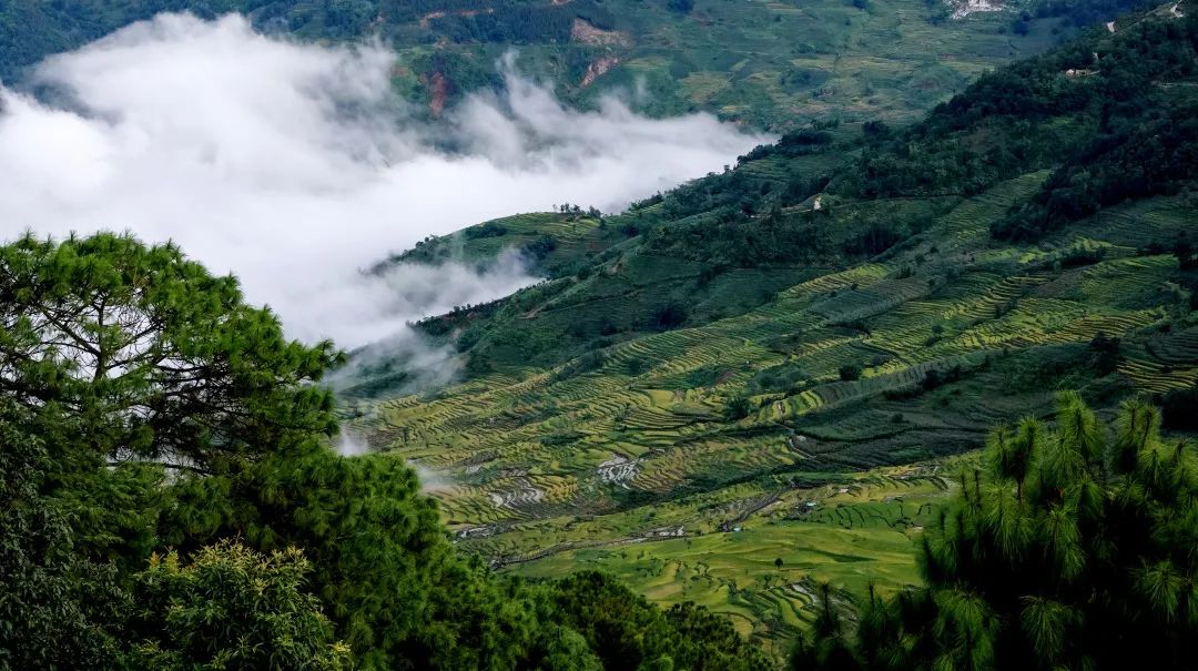 In summer, the terraced fields of Samaba are so beautiful, don't you ...