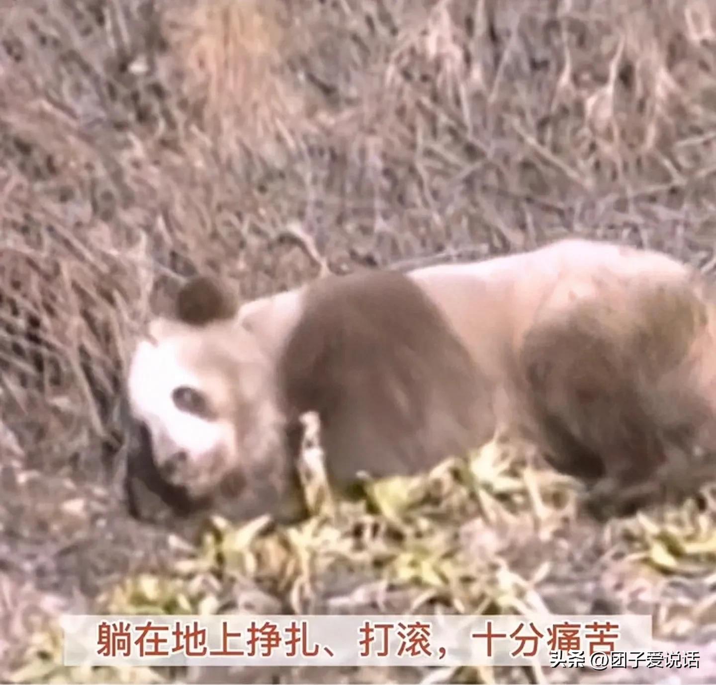 The world's first discovered brown and white giant panda "Dandan" and ...