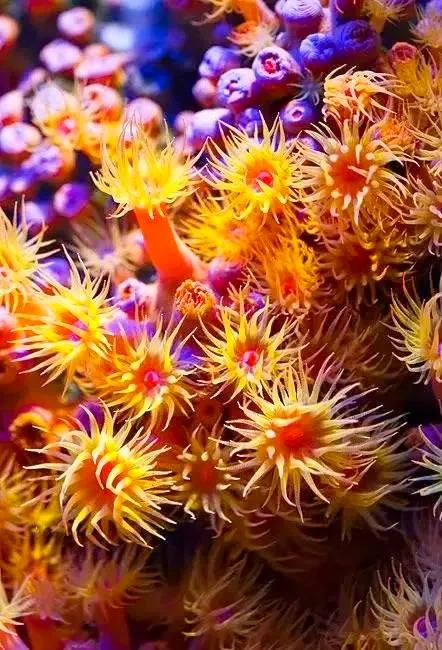 Very rare submarine flower, beautiful and charming, stunning - iNEWS