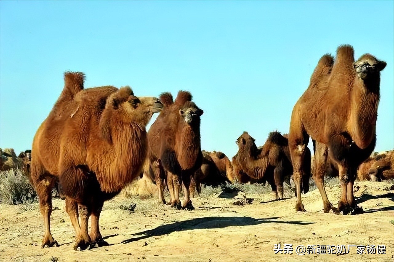 The magical and precious Alxa Bactrian camel - iNEWS