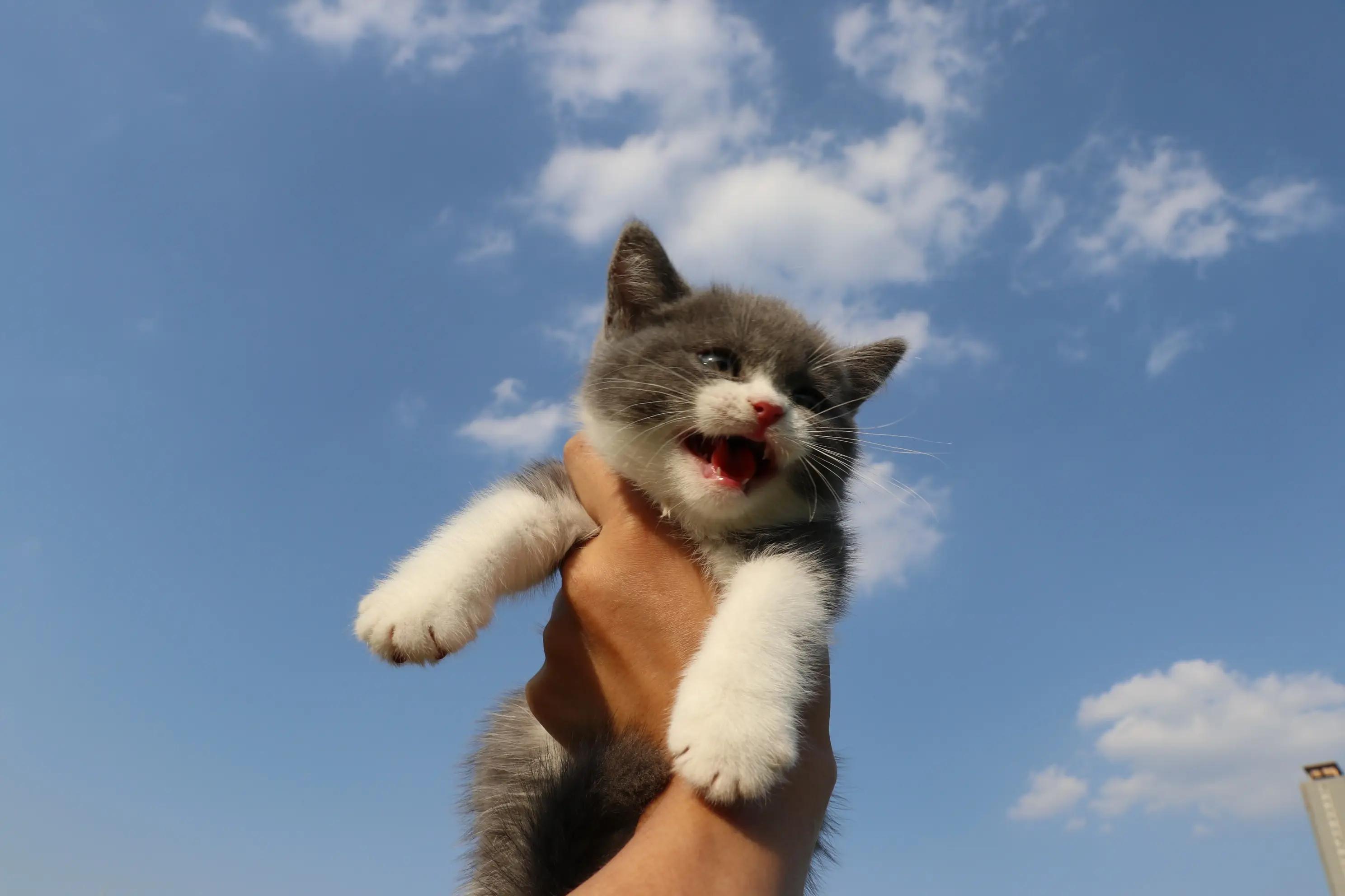 What is the process of consignment of pet cats and what procedures need ...