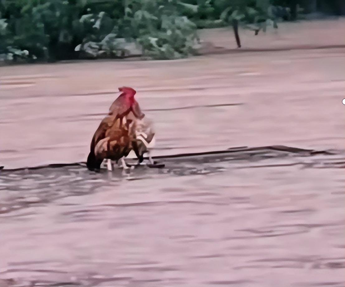 Touching! The chicken couple stood on a wooden board and drifted with ...