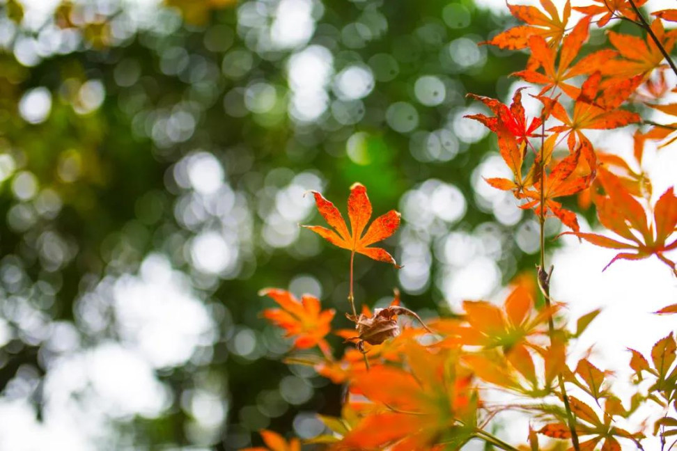 Hidden in the "autumn maple leaf secret" in the main city of Chongqing ...