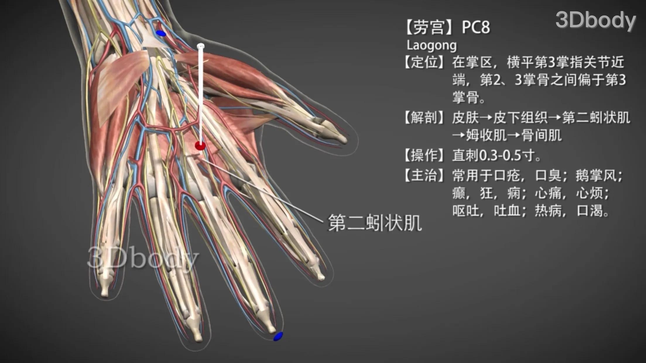 Laogong - soothe the nerves and relieve fatigue - iMedia