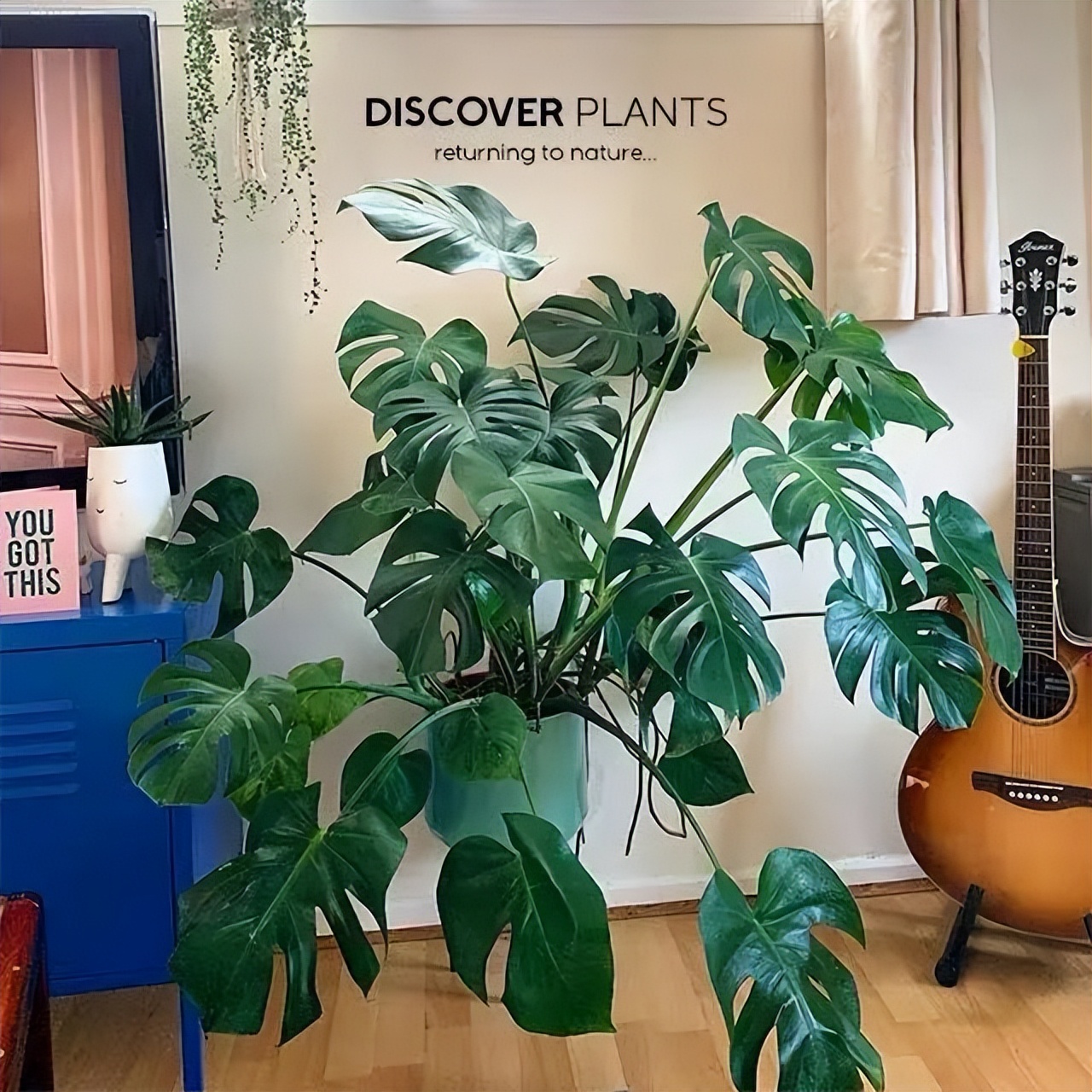 Monstera never grows new leaves?4 tips to make the leaves grow long and ...