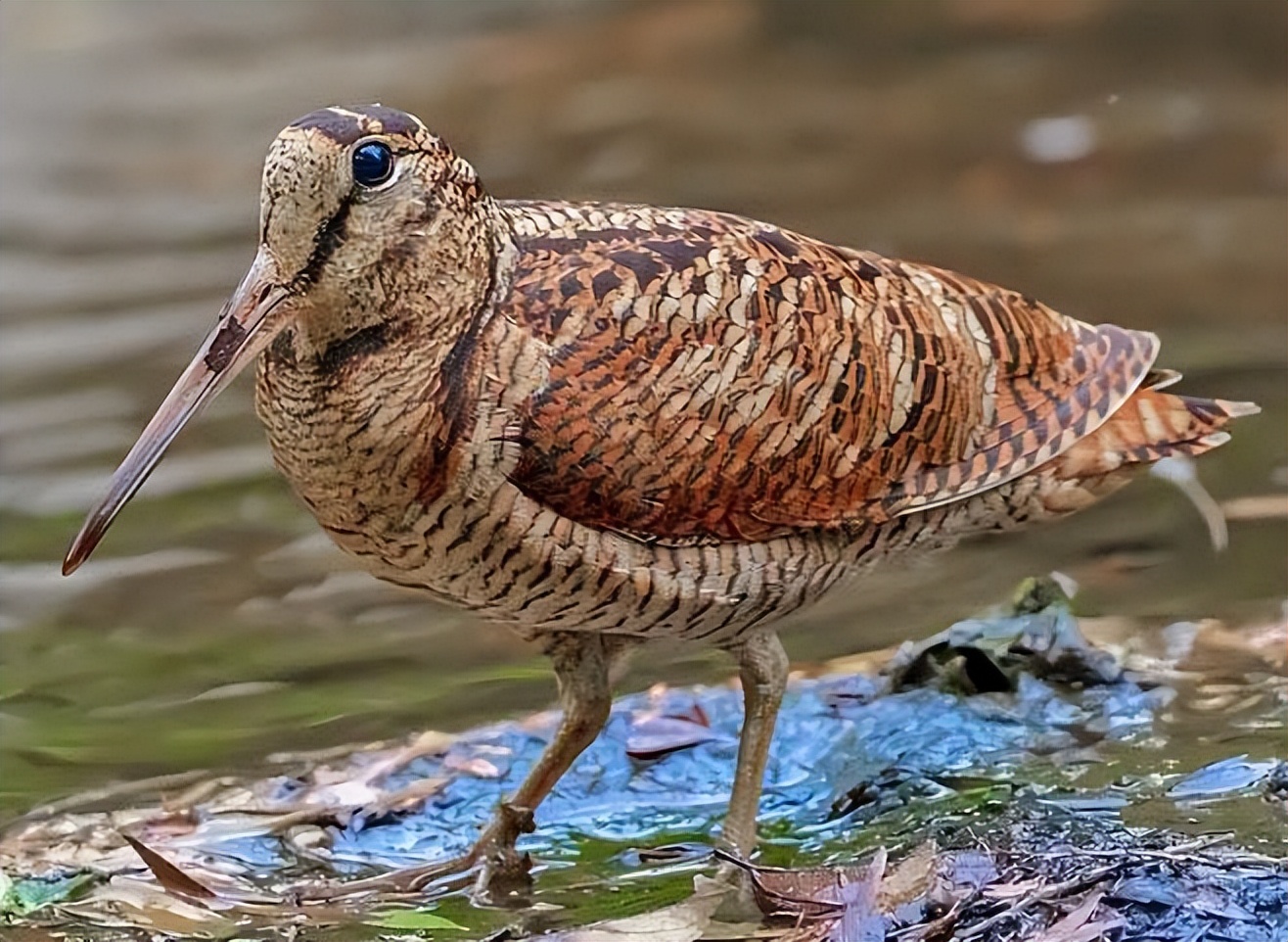 The slowest bird in the world appears on the Bund, walking like a disco ...