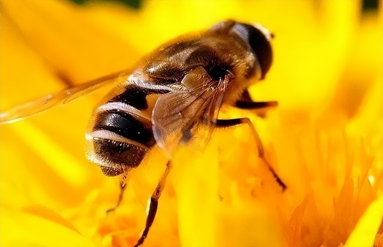 Take you to know the magical bee - iNEWS