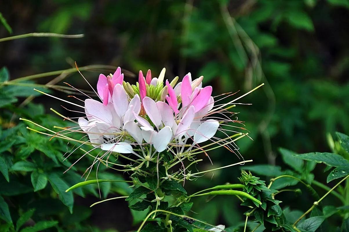Beautiful drunk butterfly flower, intoxicating and beautiful - iNEWS