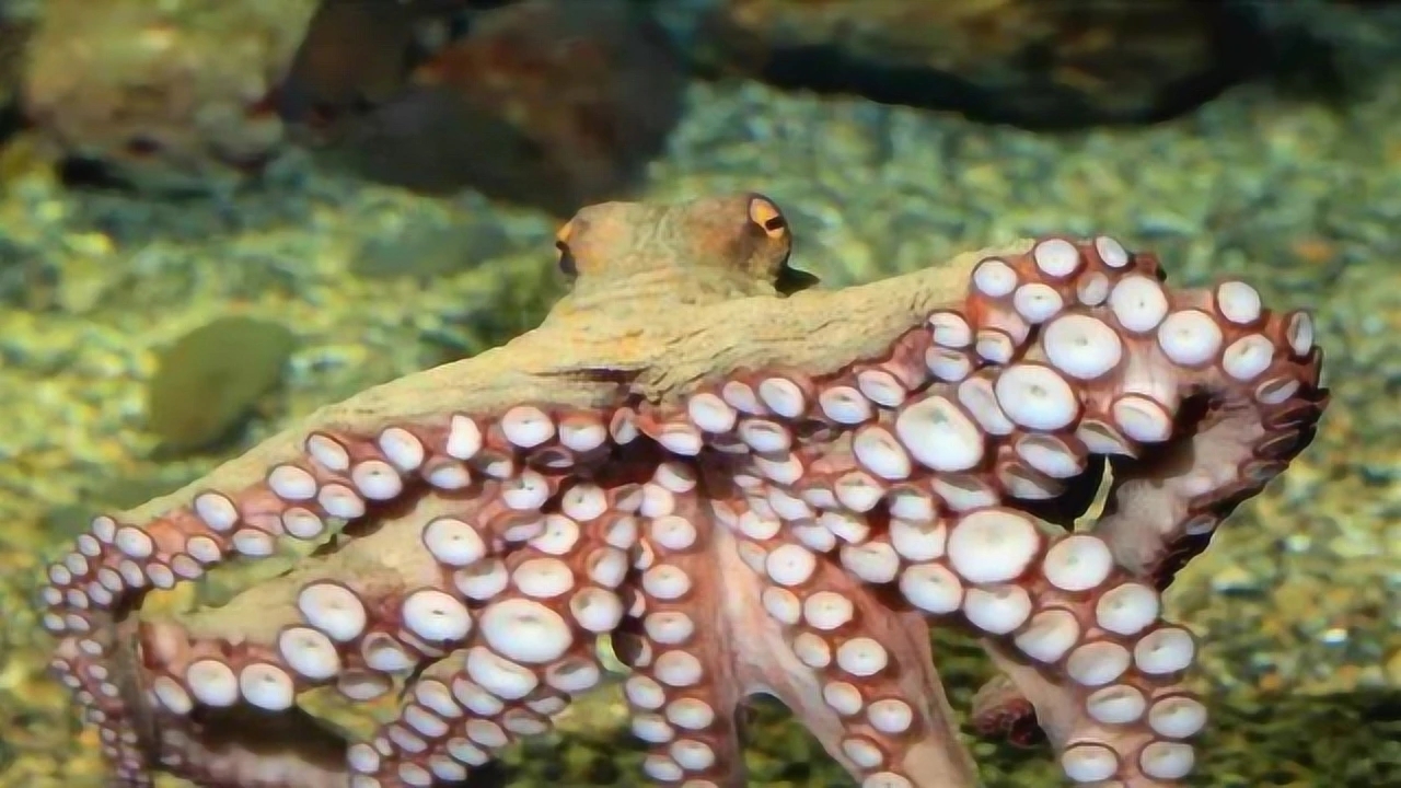 Why are octopuses so smart? Why did the octopus with such a high IQ not ...