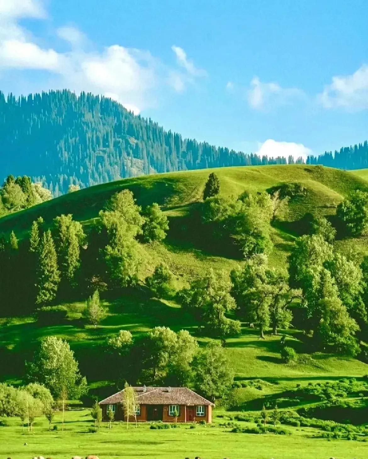 Welcome to Damei Xinjiang - iNEWS