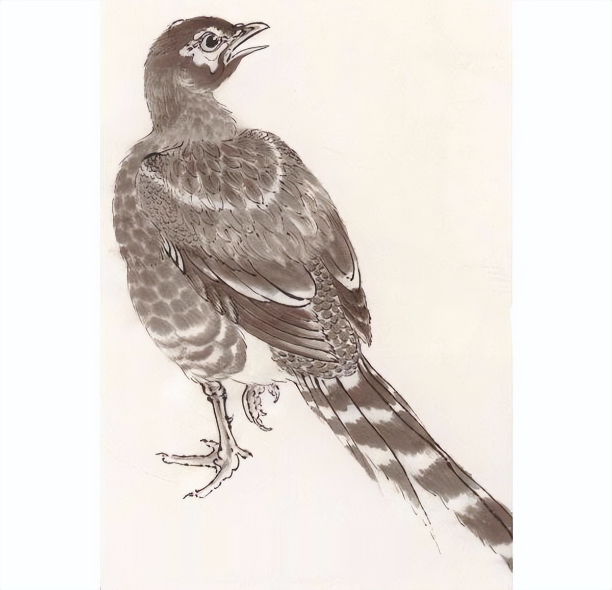 Diagram of the meticulous painting method of ring-necked pheasant - iNEWS