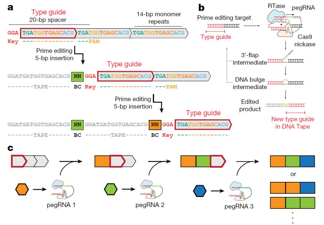 Intracellular 'broadband' molecular recorder - iNEWS