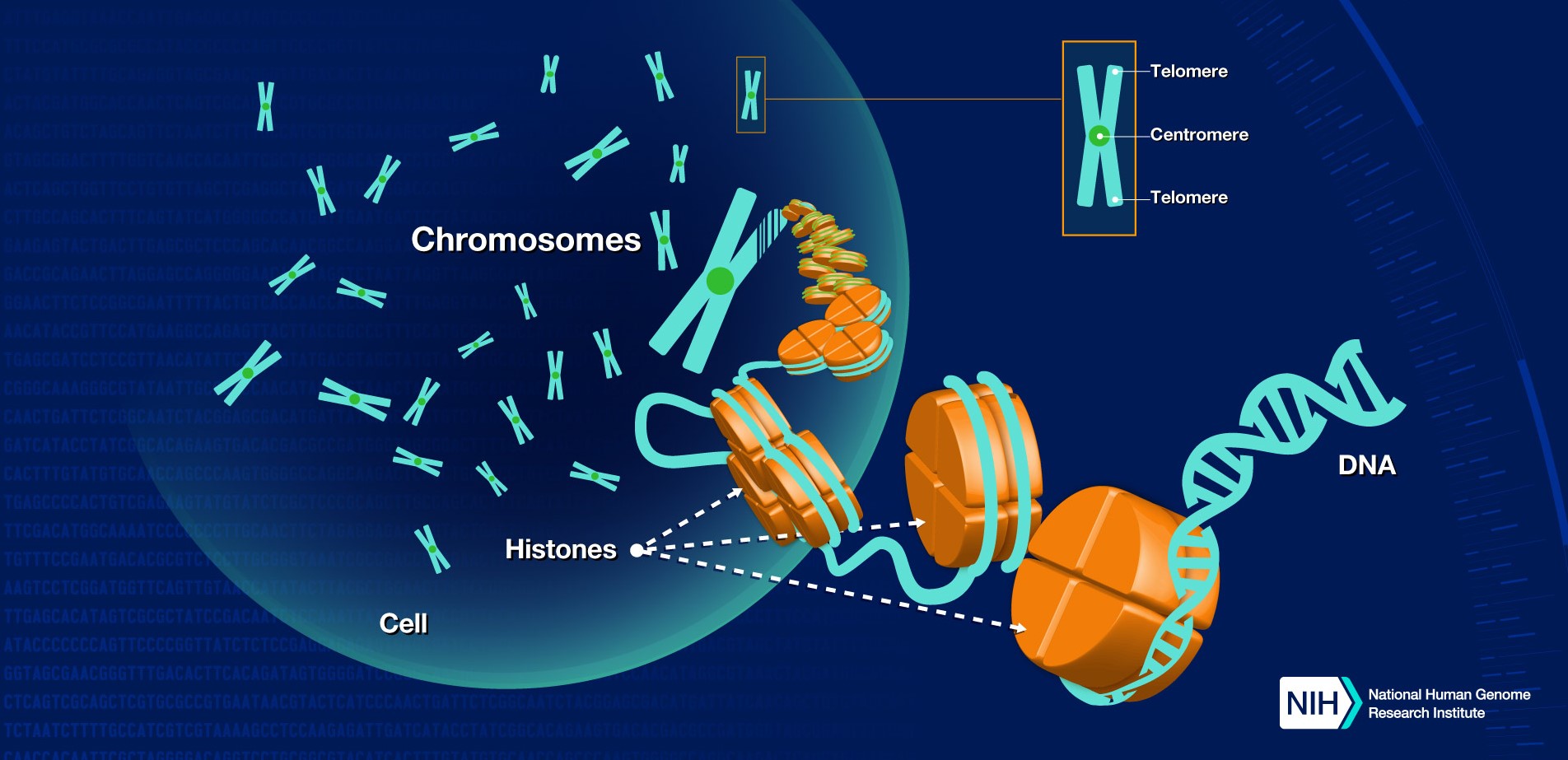 What is the secret of chromosome 17?Can humans unlock this cancer ...