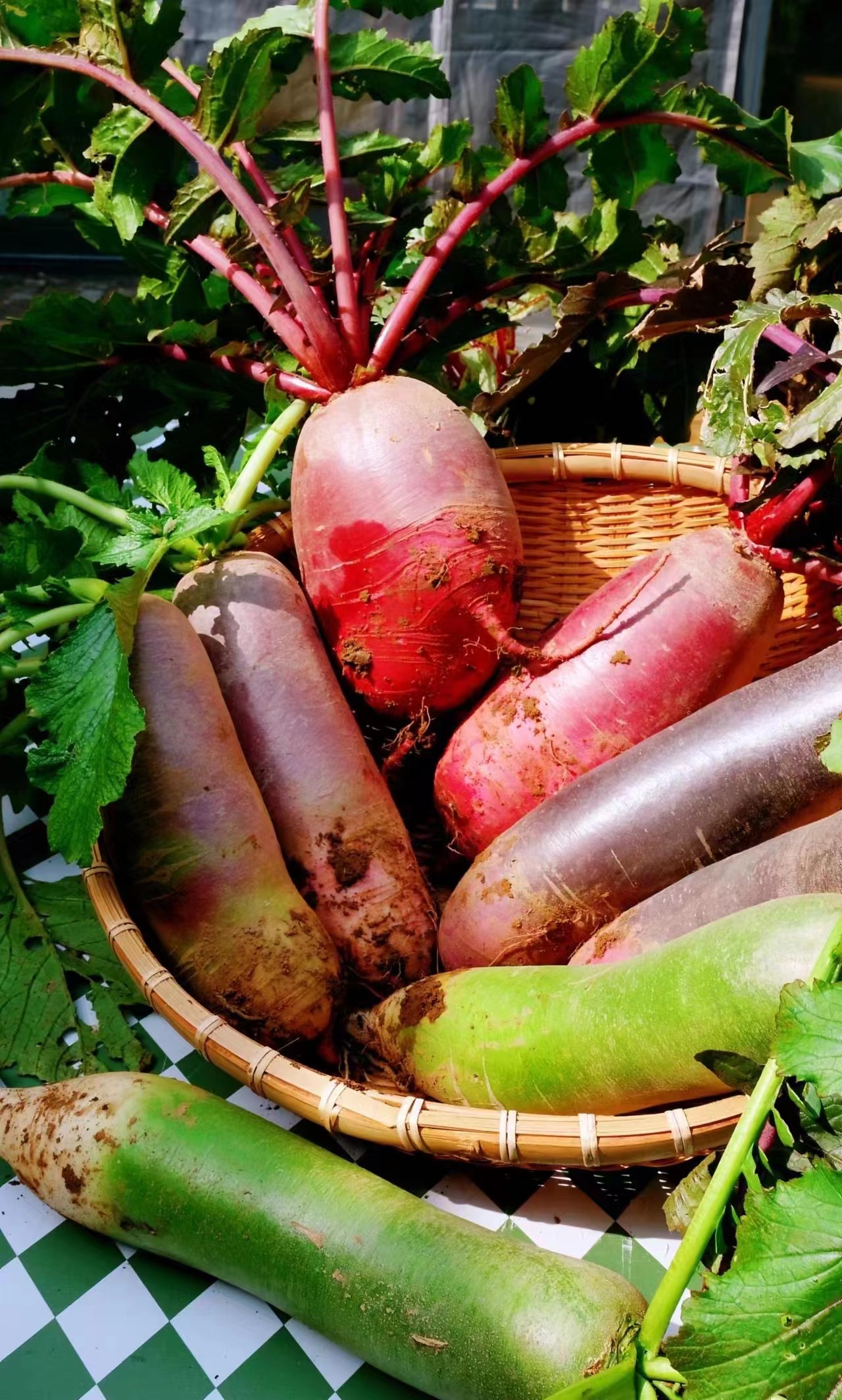 Farm ecologically growing ice cream, fruit and radish - iNEWS